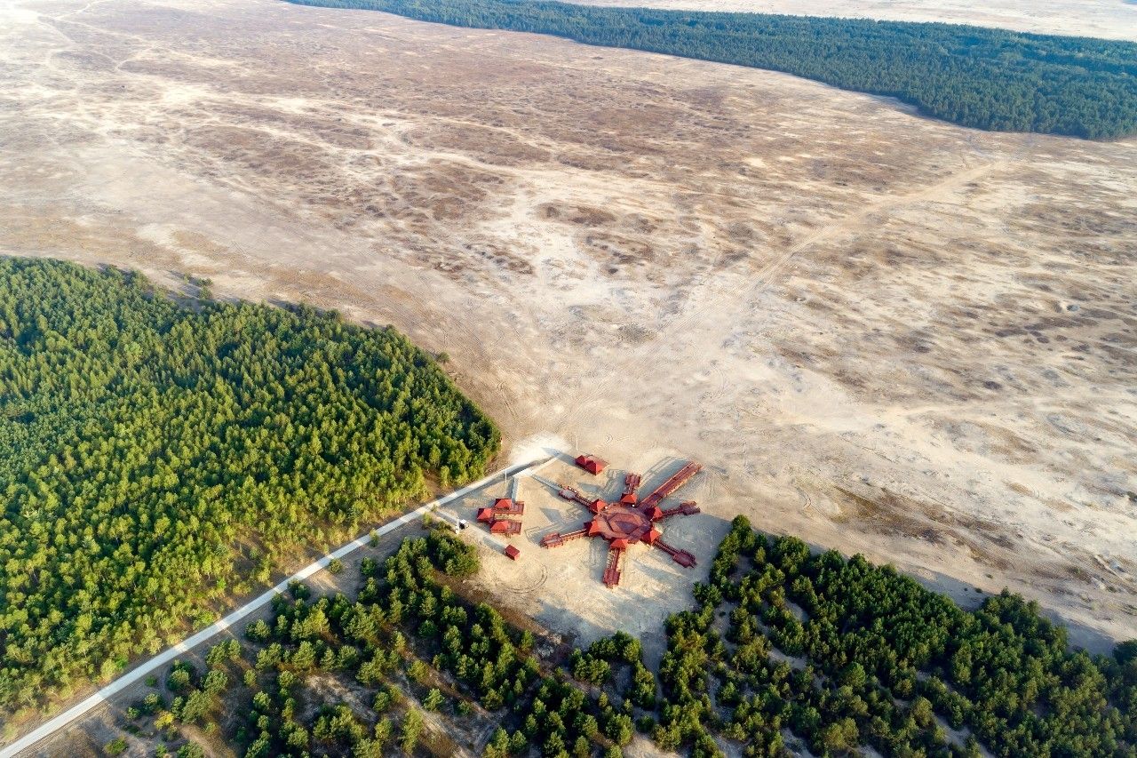 Drugie życie choinek z Pustyni Błędowskiej. Przygarnij sosnę na święta ...